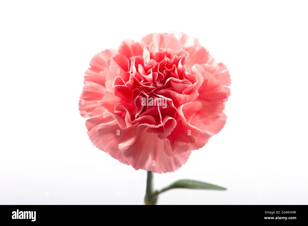 Pink carnation flower isolated on white background. Close up Stock ...