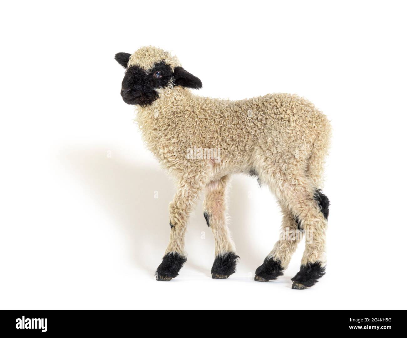 Domestic sheep side profile Cut Out Stock Images & Pictures - Alamy
