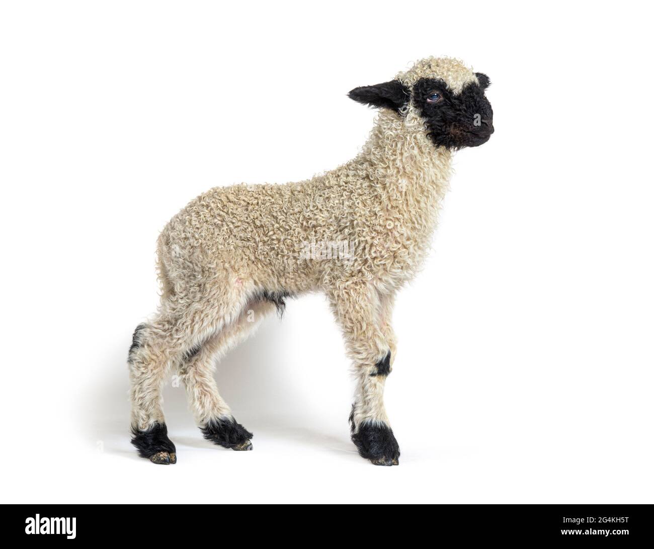 Domestic sheep side profile Cut Out Stock Images & Pictures - Alamy