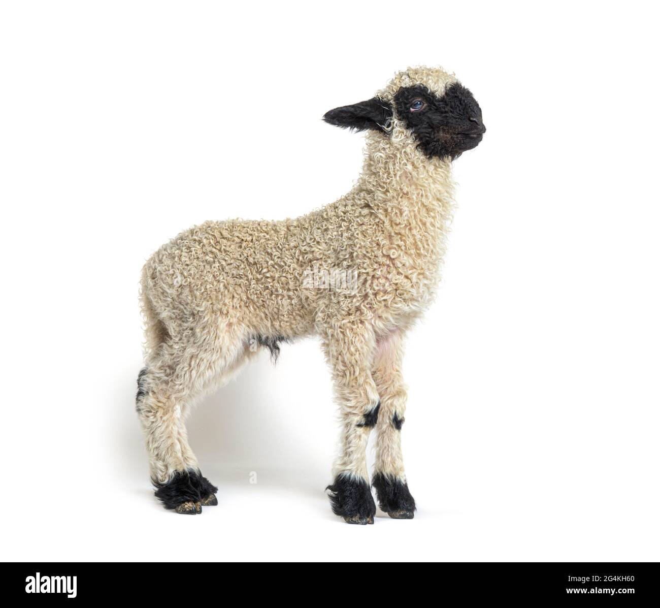 Domestic sheep side profile Cut Out Stock Images & Pictures - Alamy