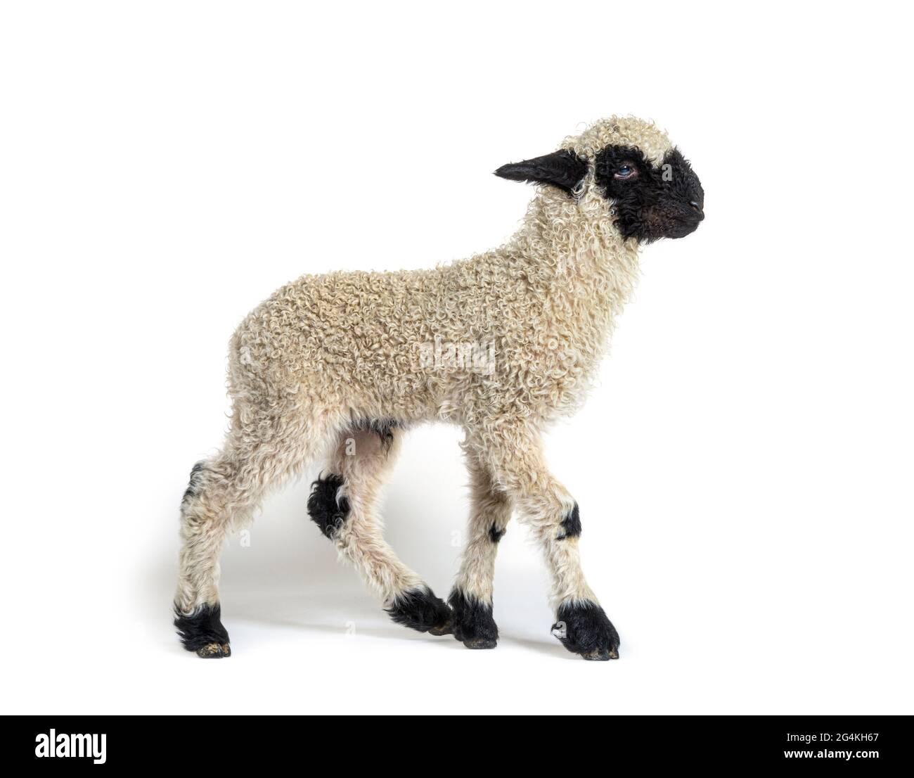 Domestic sheep side profile Cut Out Stock Images & Pictures - Alamy