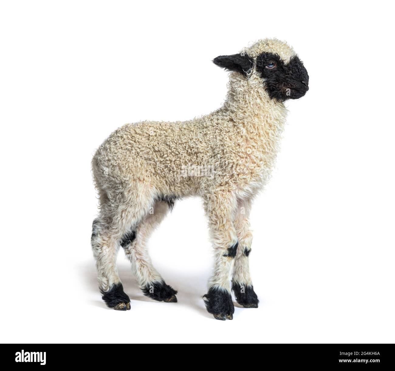 Profile of baby lamb Cut Out Stock Images & Pictures - Alamy