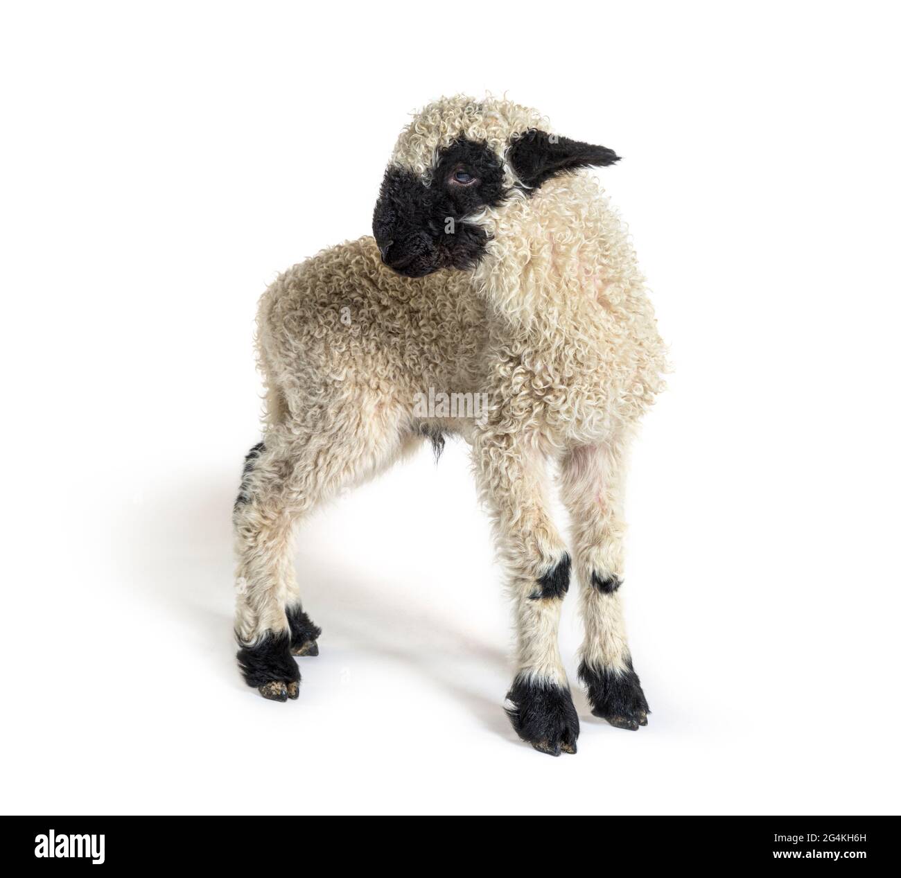 Profile of a lovely Lamb Valais Blacknose sheep three weeks old Stock ...