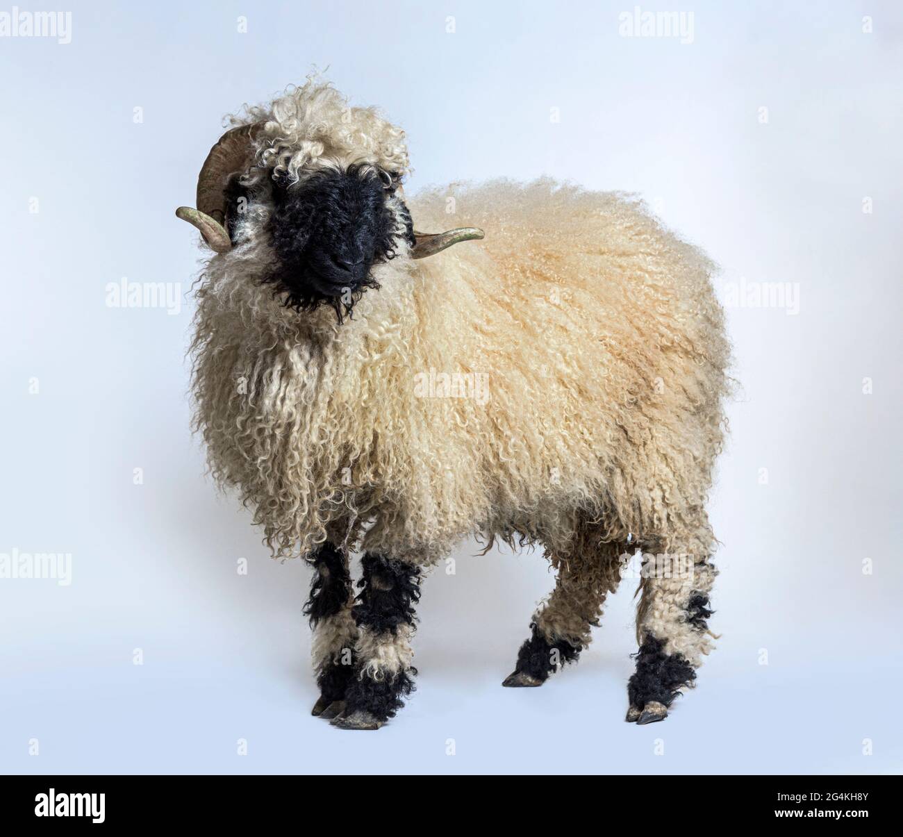 Side view Portrait side view of adulte Valais Black nose Stock Photo ...