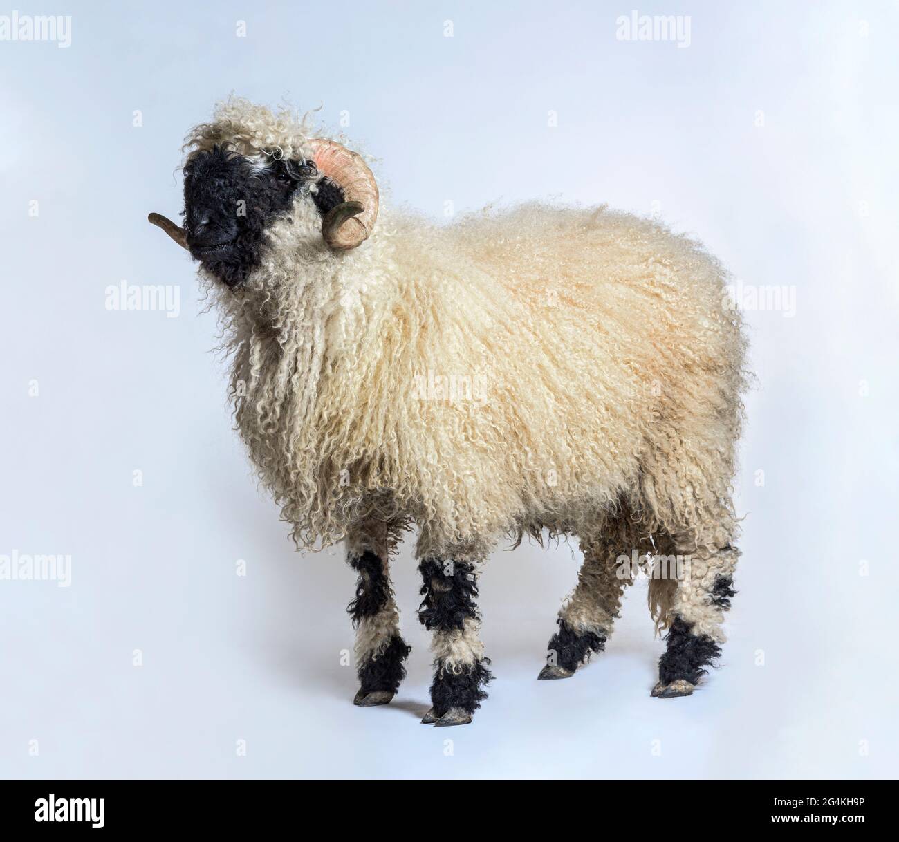 Side view Portrait side view of adulte Valais Black nose Stock Photo ...
