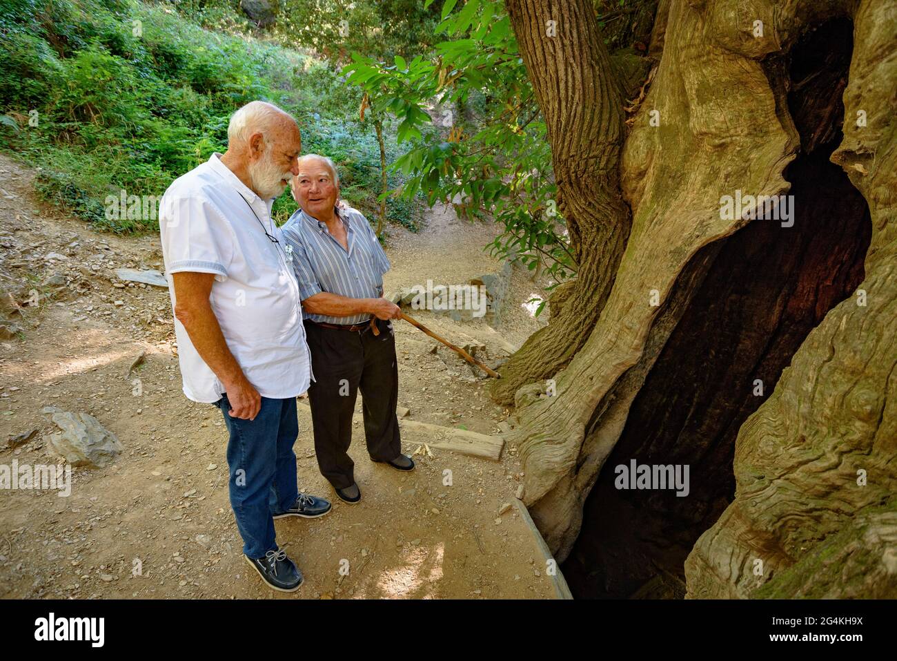 árbol de castaño hi-res stock photography and images - Alamy