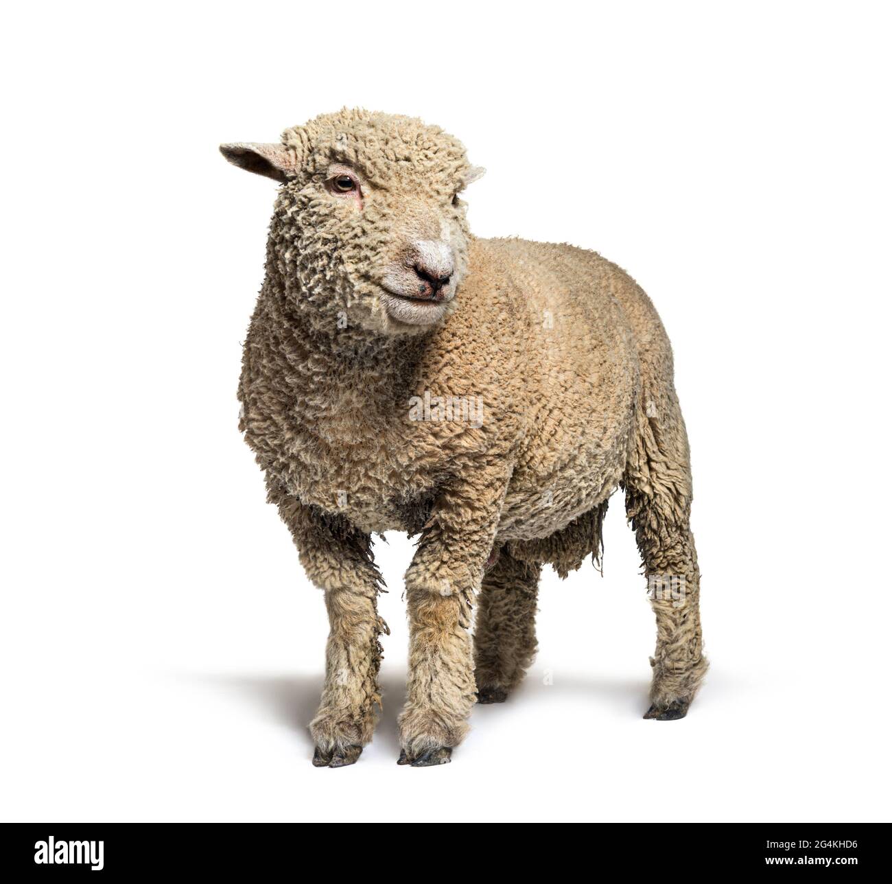Ram and sheep Cut Out Stock Images & Pictures - Alamy