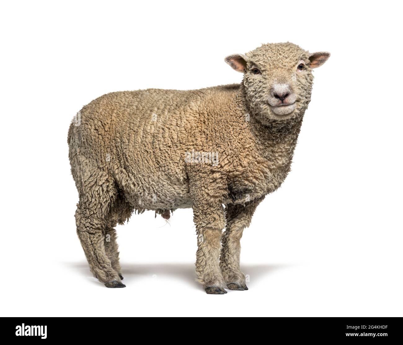 Southdown sheep, Babydoll, smiling sheep, isolated on white Stock Photo ...