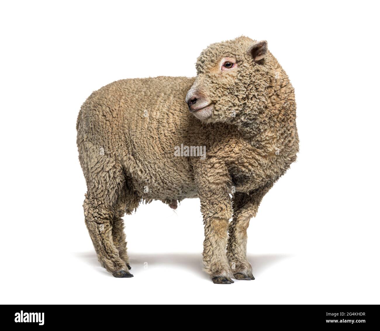 Sheep of south Cut Out Stock Images & Pictures - Alamy