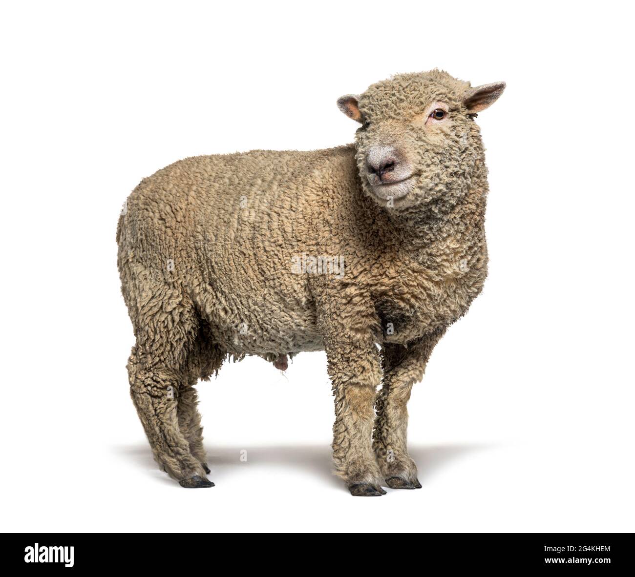 Southdown sheep, Babydoll, smiling sheep, isolated on white Stock Photo ...