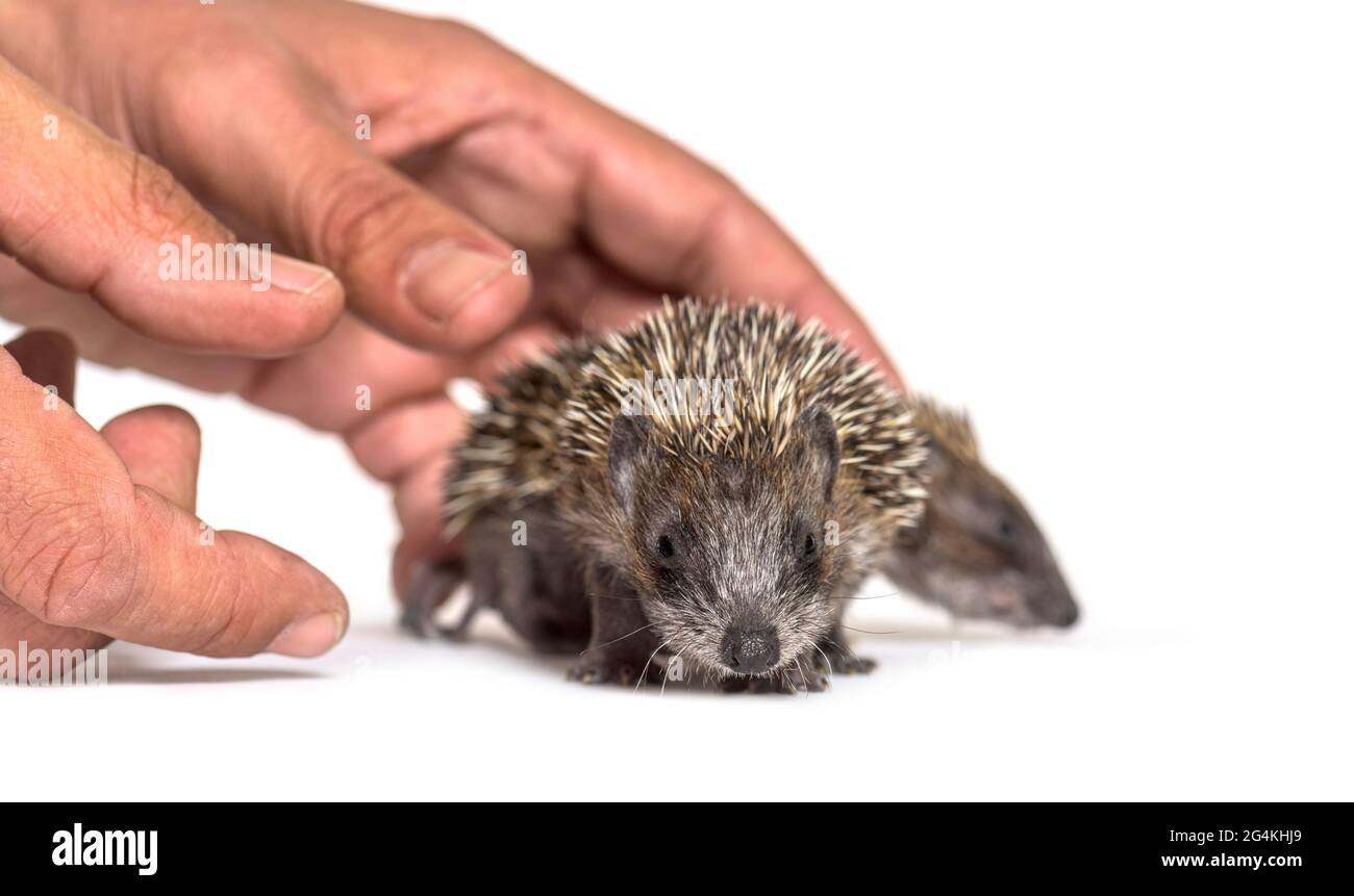 Human hand touching and helping two rescued Young European hedgehogs ...