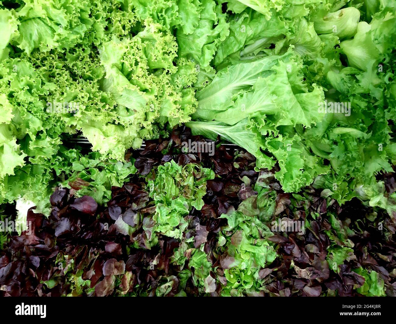 red and green oak lettuce field in agriculture farm for background ...