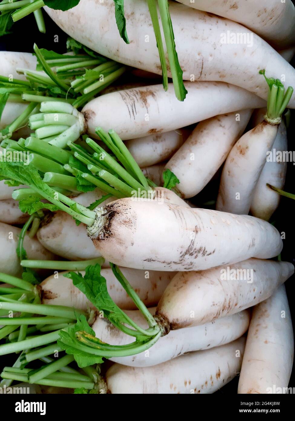 Radish root vegetables hi-res stock photography and images - Alamy