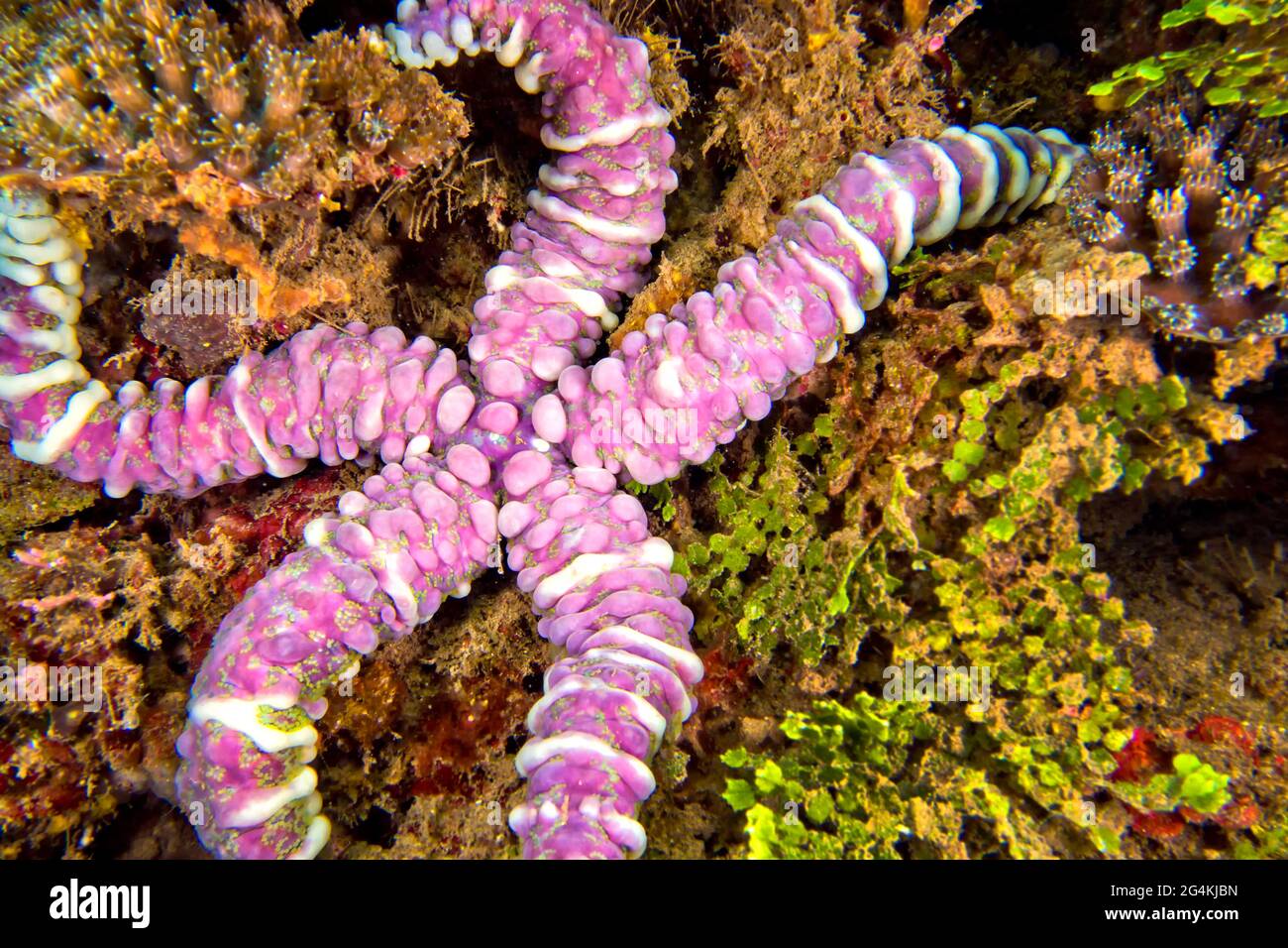 Sea Star, Warty Sea Star, Echinaster callosus, Lembeh, North Sulawesi ...