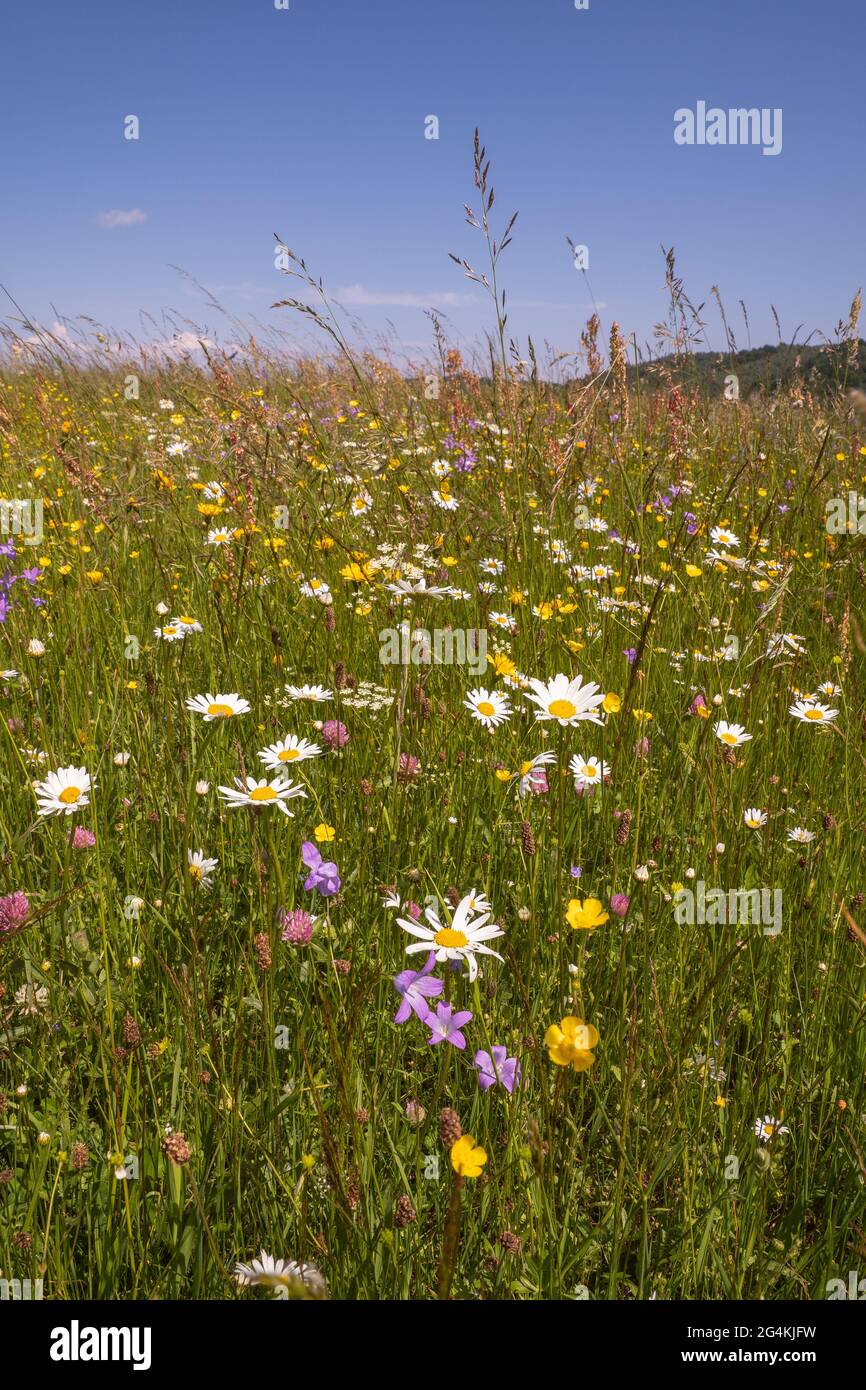 A meadow with tall grass full of meadow flowers on a sunny day Stock ...