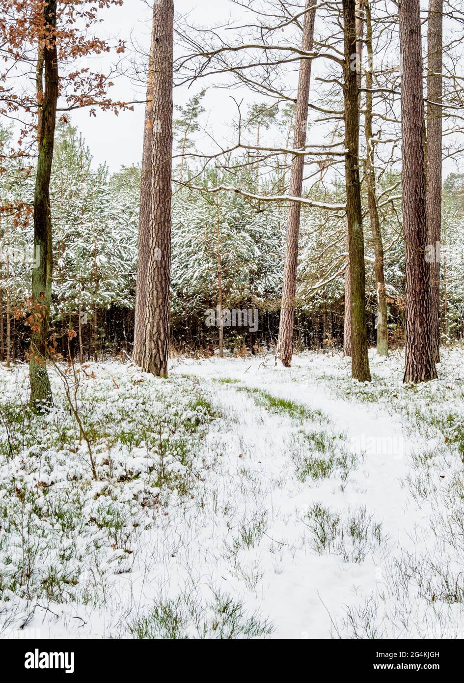 Poland winter forest hi-res stock photography and images - Alamy