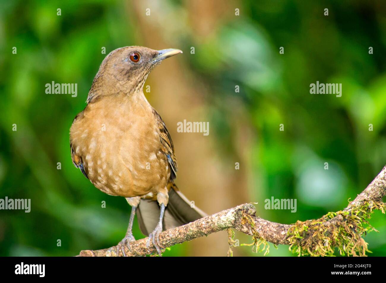 Clay-colored Robin, Turdus grayi, Tropical Rainforest, Costa Rica ...