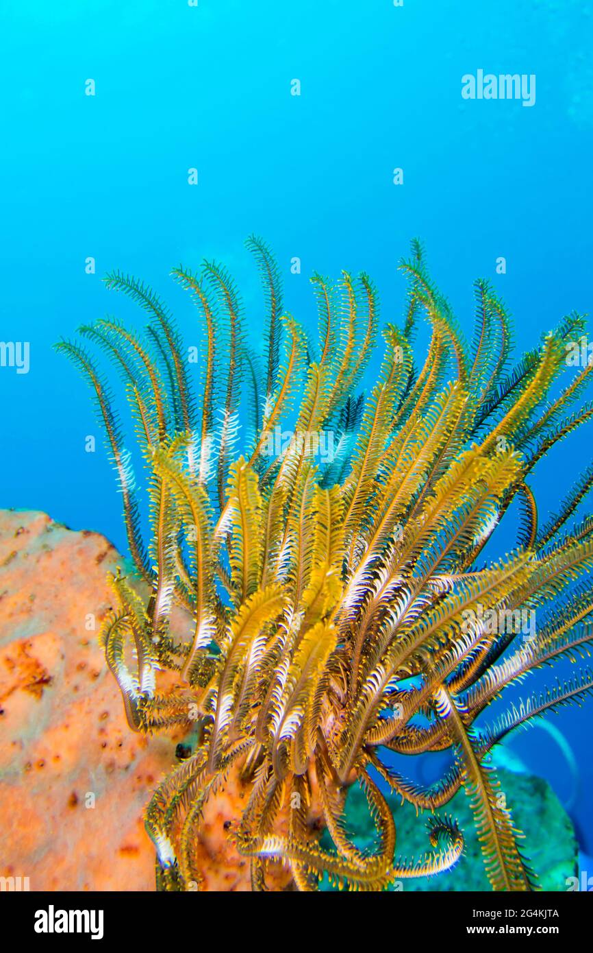 Feather Star, Crinoid, Coral Reef, Lembeh, North Sulawesi, Indonesia ...