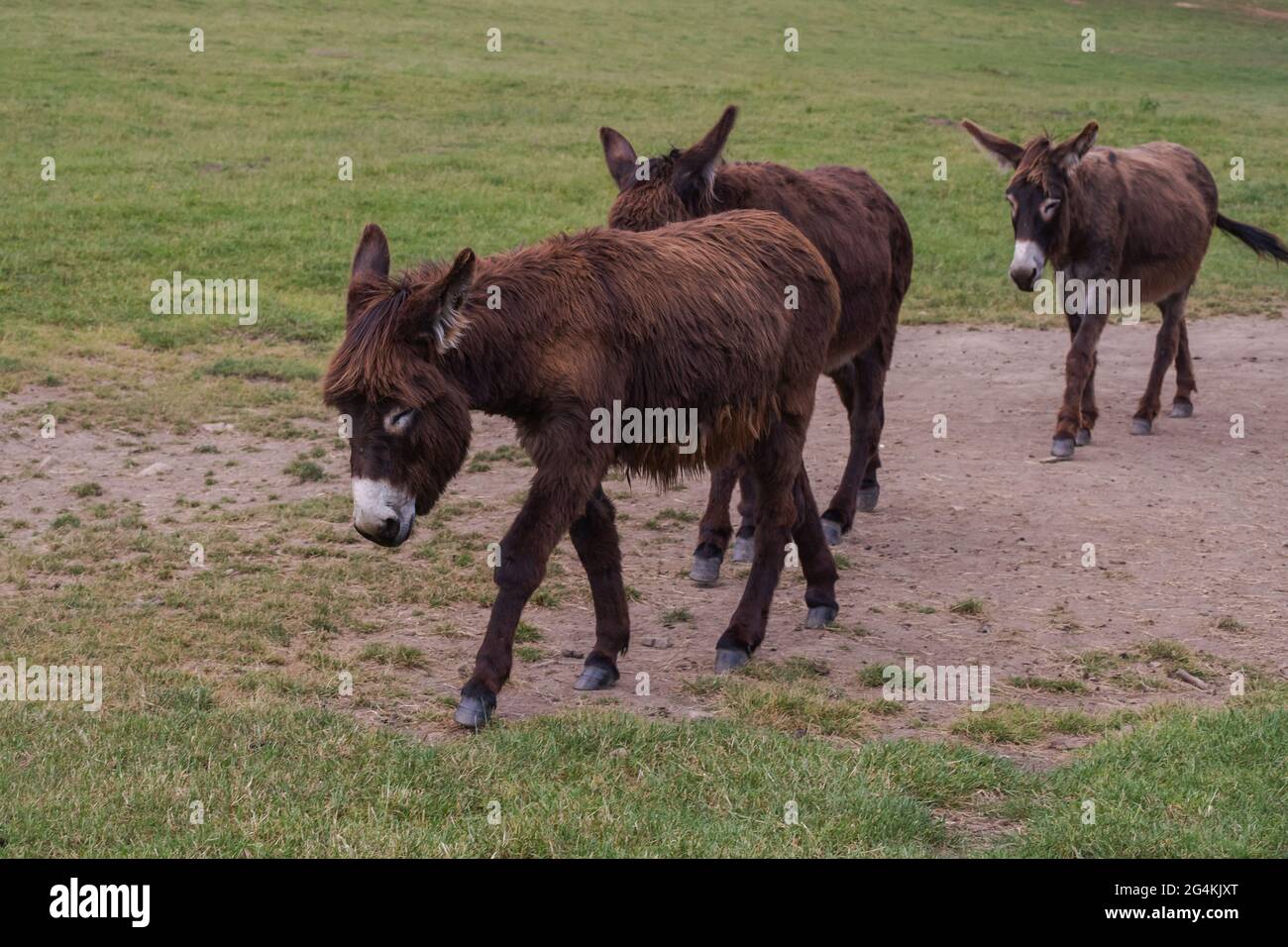 Three donkeys hi-res stock photography and images - Alamy