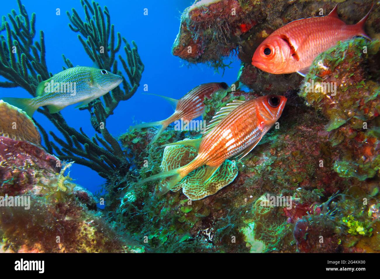 Longspine Squirrelfish, Holocentrus rufus, Coral Reef, Caribbean Sea ...