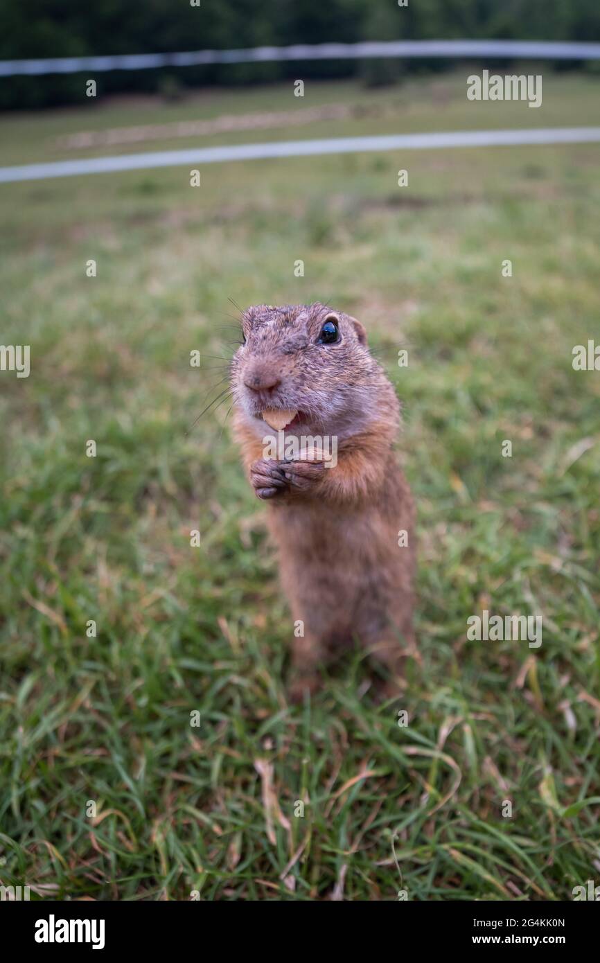 Rodent Spermophilus citellus on a meadow with grass and in its ...
