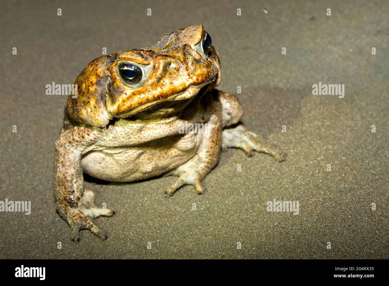 Cane Toad, Giant Neotropical Toad, Marine Toad, Rhinella marina, Marino ...