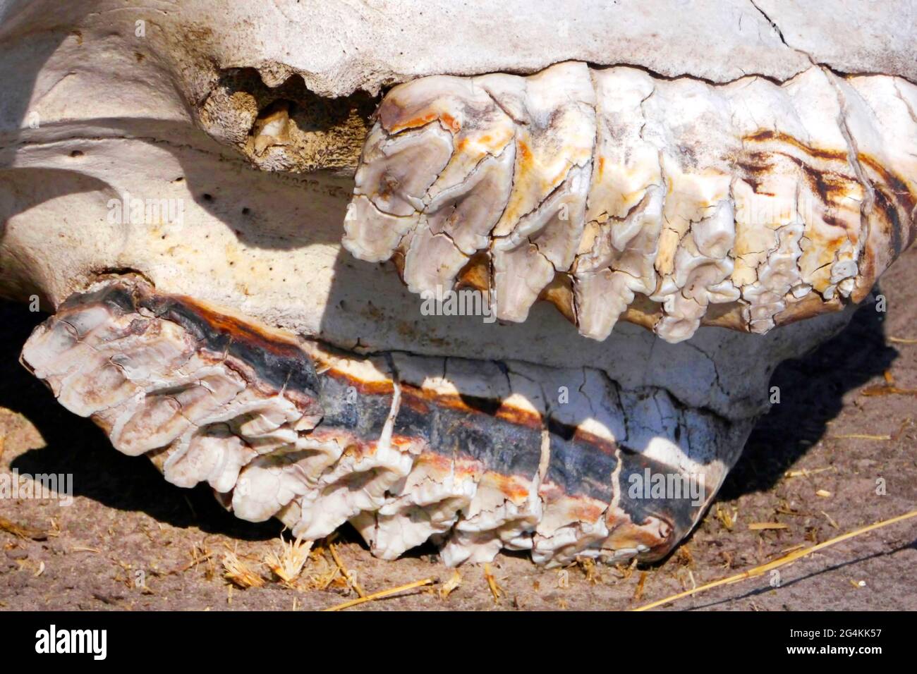 Loxodonta africana skeleton hi-res stock photography and images - Alamy
