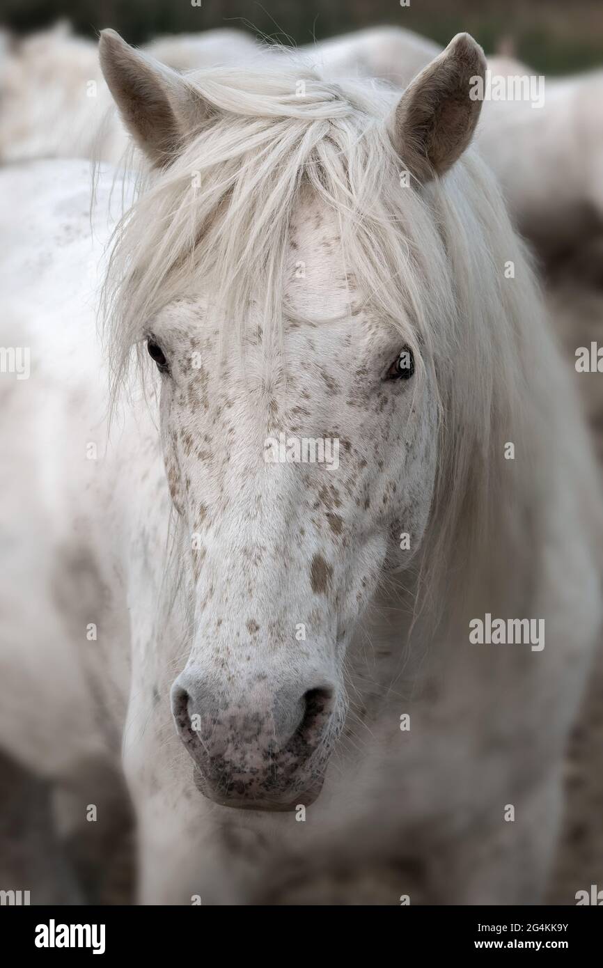 Rural european portrait hi-res stock photography and images - Alamy