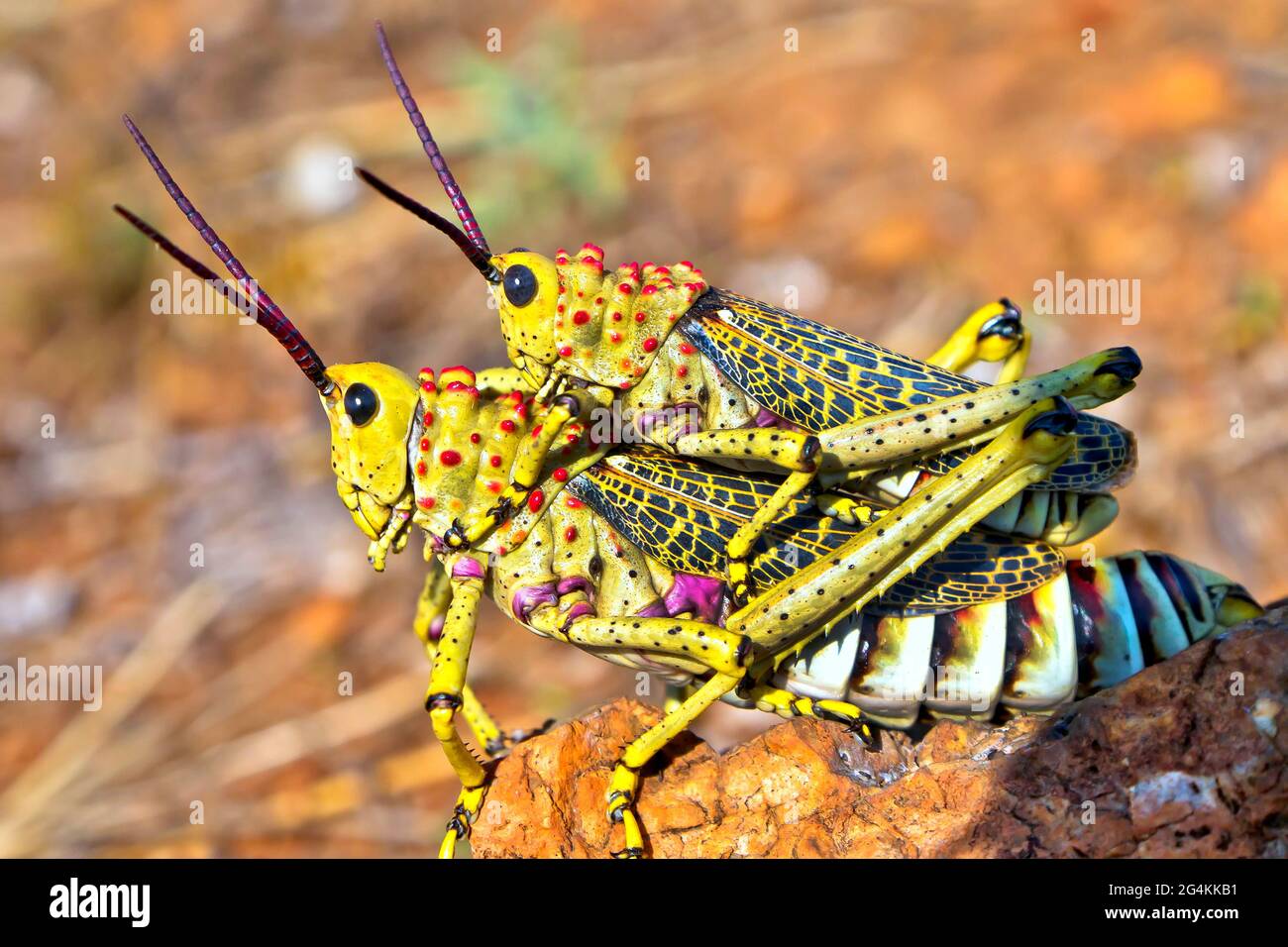 Green Milkweed Locust, African Bush Grasshopper, Phymateus viridipes ...