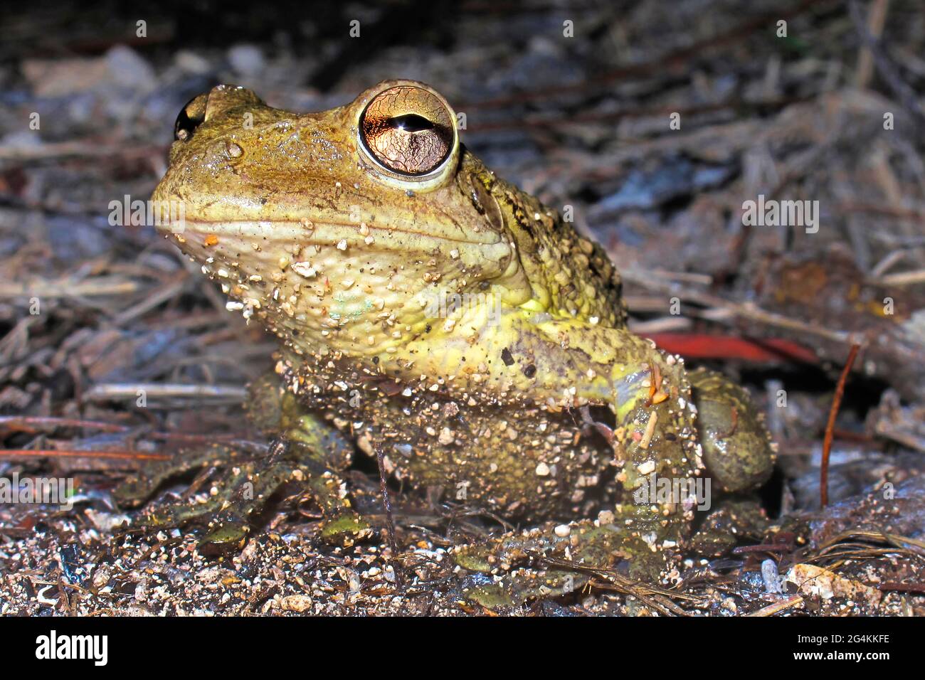 Cuban tree frog cuban tree frog hi-res stock photography and images - Alamy