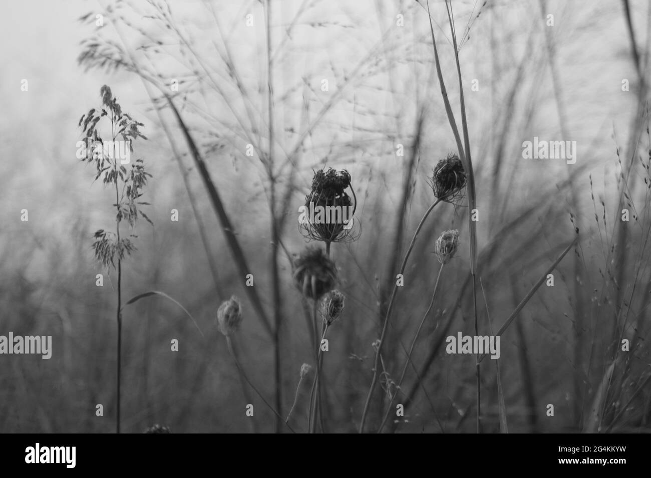 Black and white fence at a park Black and White Stock Photos & Images ...