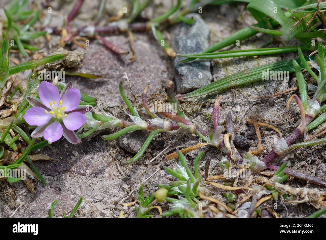 Sand Spurrey - Spergularia rubra growing in Exmoor carpark Stock Photo ...