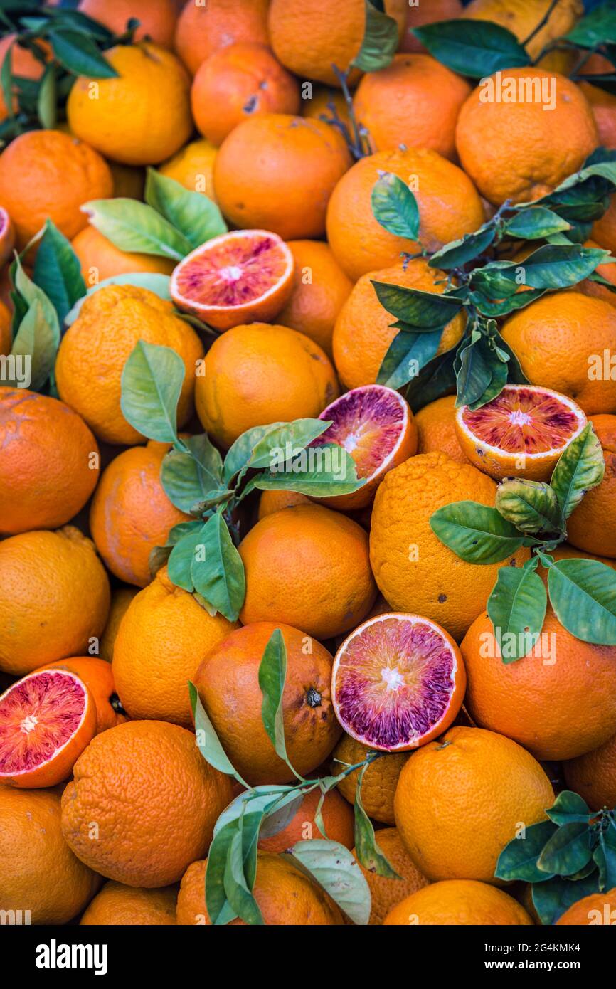 Freshly picked oranges from trees, Sicily, Italy, Europe Stock Photo ...