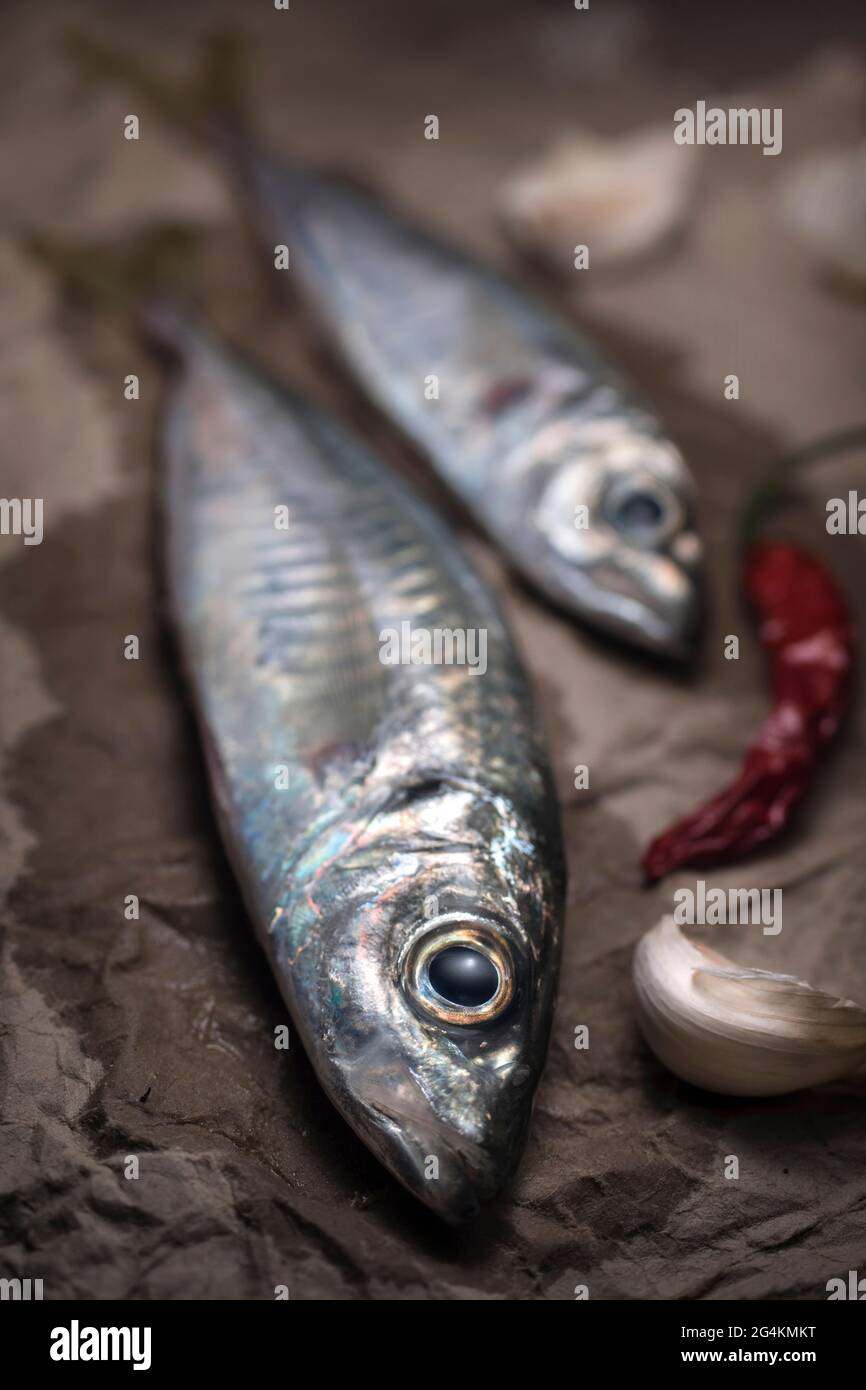Mackerel fish, Sicily, Italy, Europe Stock Photo - Alamy