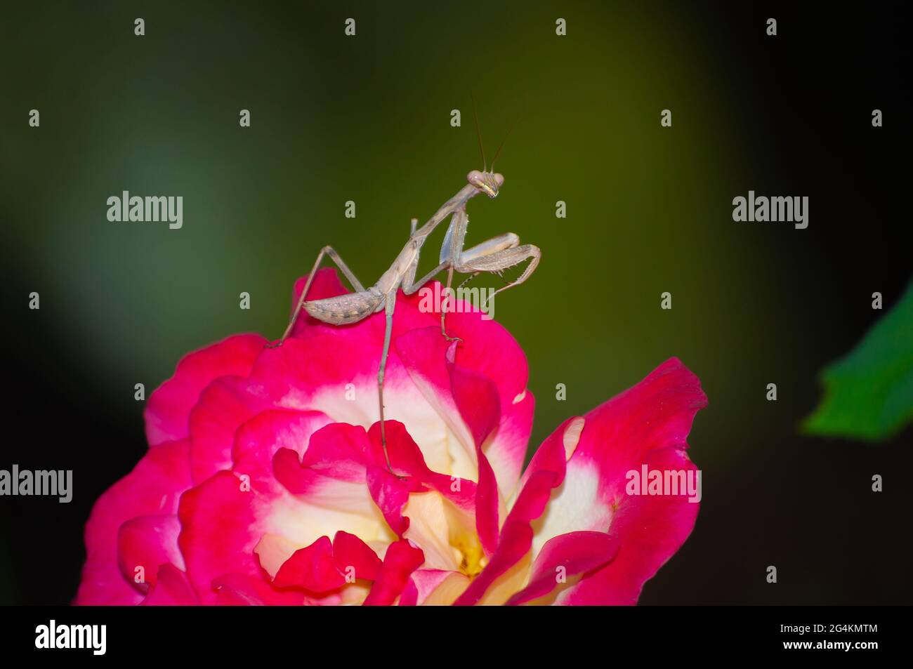 African mantis over a rose Stock Photo - Alamy