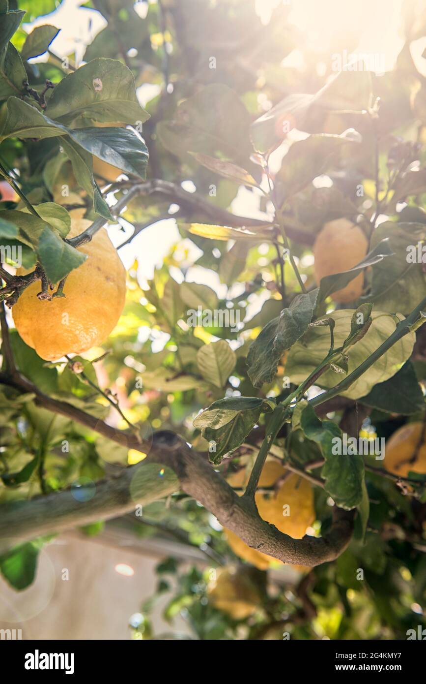 Sicilian lemon on tree, Sicily, Italy, Europe Stock Photo - Alamy