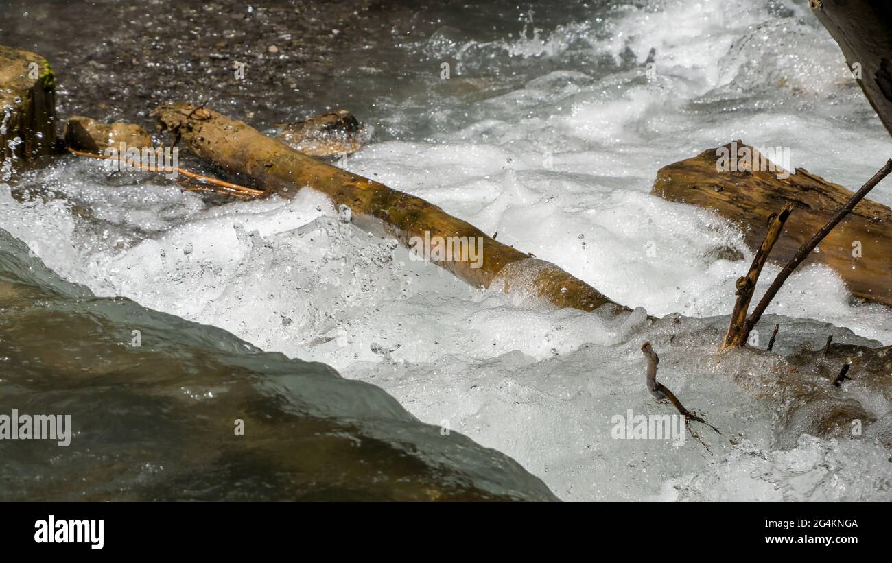 Tree trunk in the forest stream Stock Photo - Alamy