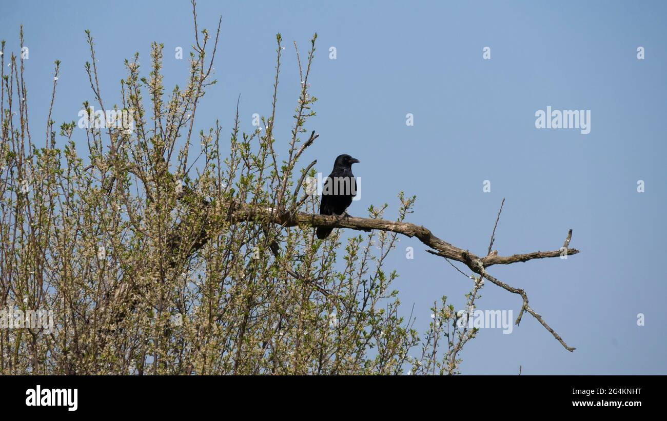 Crow on a tree branch hi-res stock photography and images - Alamy
