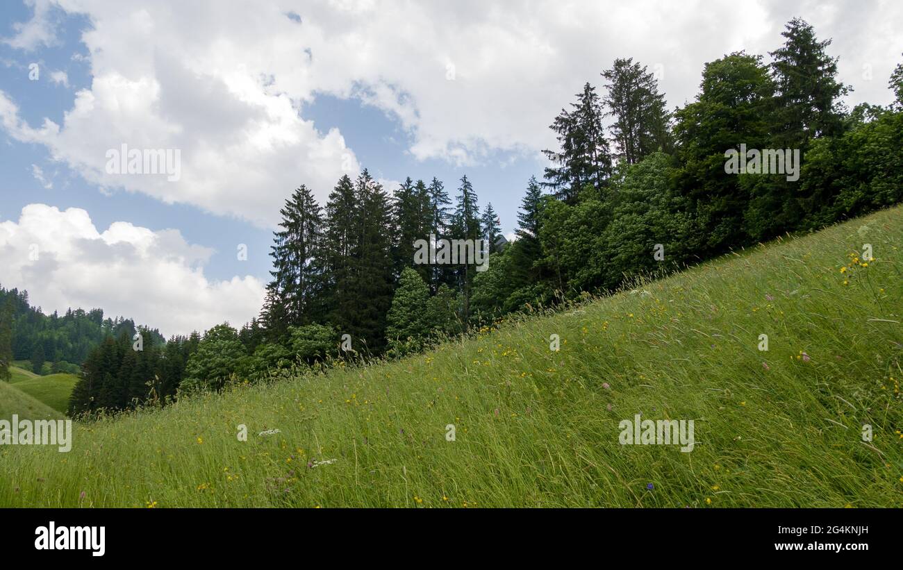 Early summer trees and grass hi-res stock photography and images - Alamy