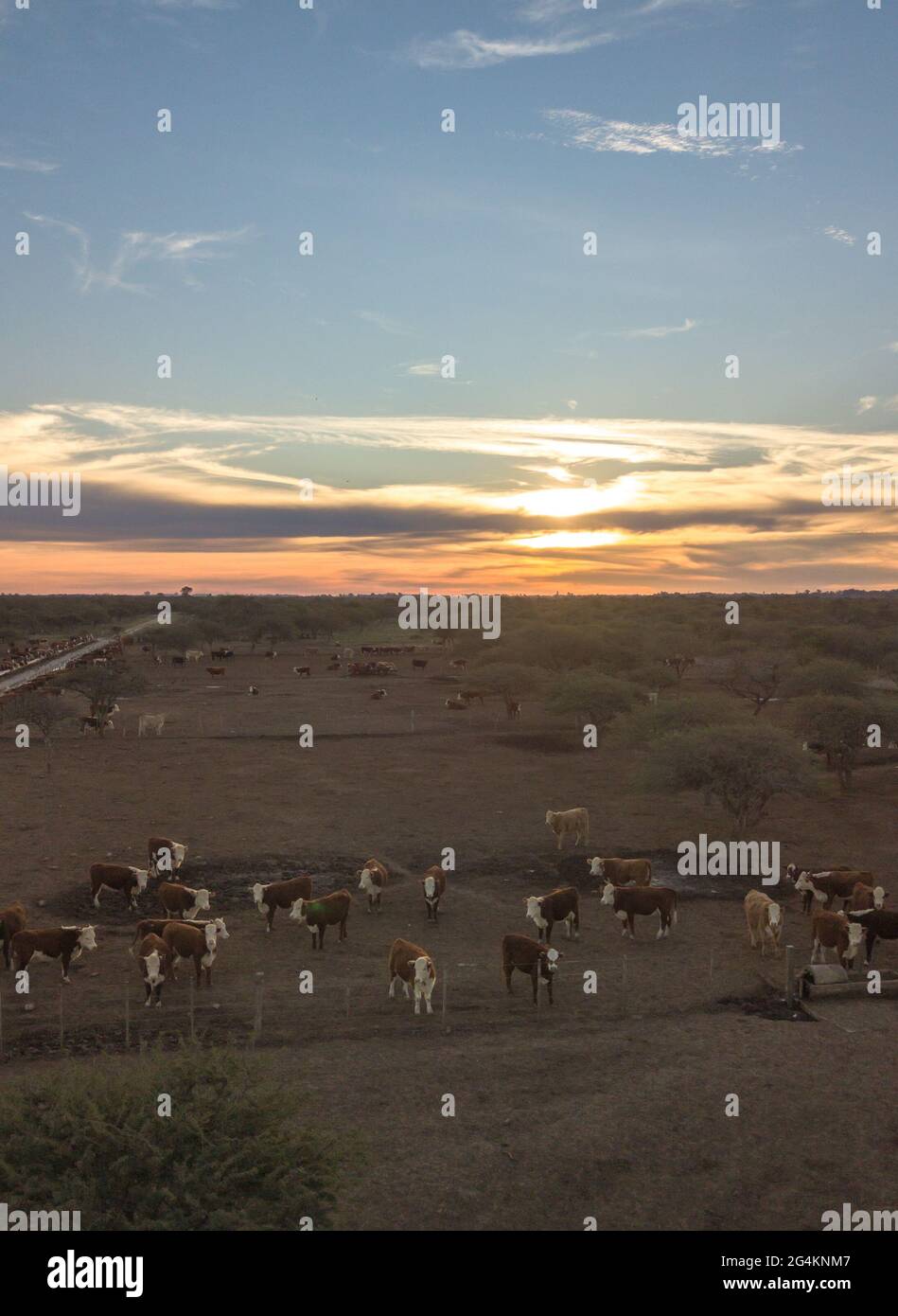 Beautiful sunset in a field. Cows in a feedlot Stock Photo - Alamy