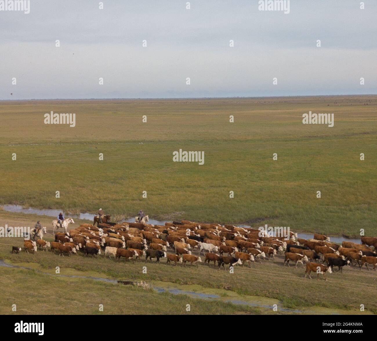Aerial view of cattle run by gauchos and dogs Stock Photo - Alamy