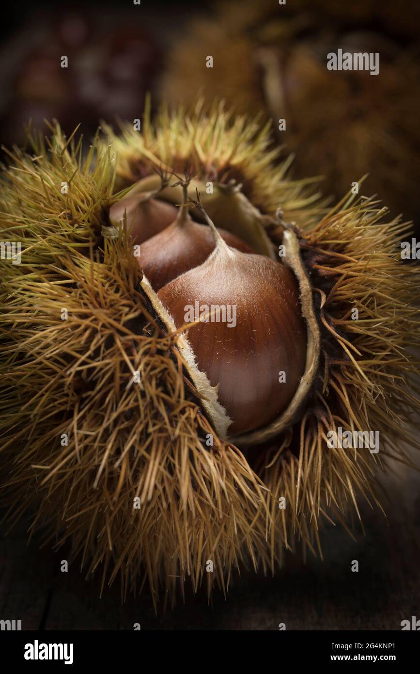 Chestnuts hedgehog hi-res stock photography and images - Alamy