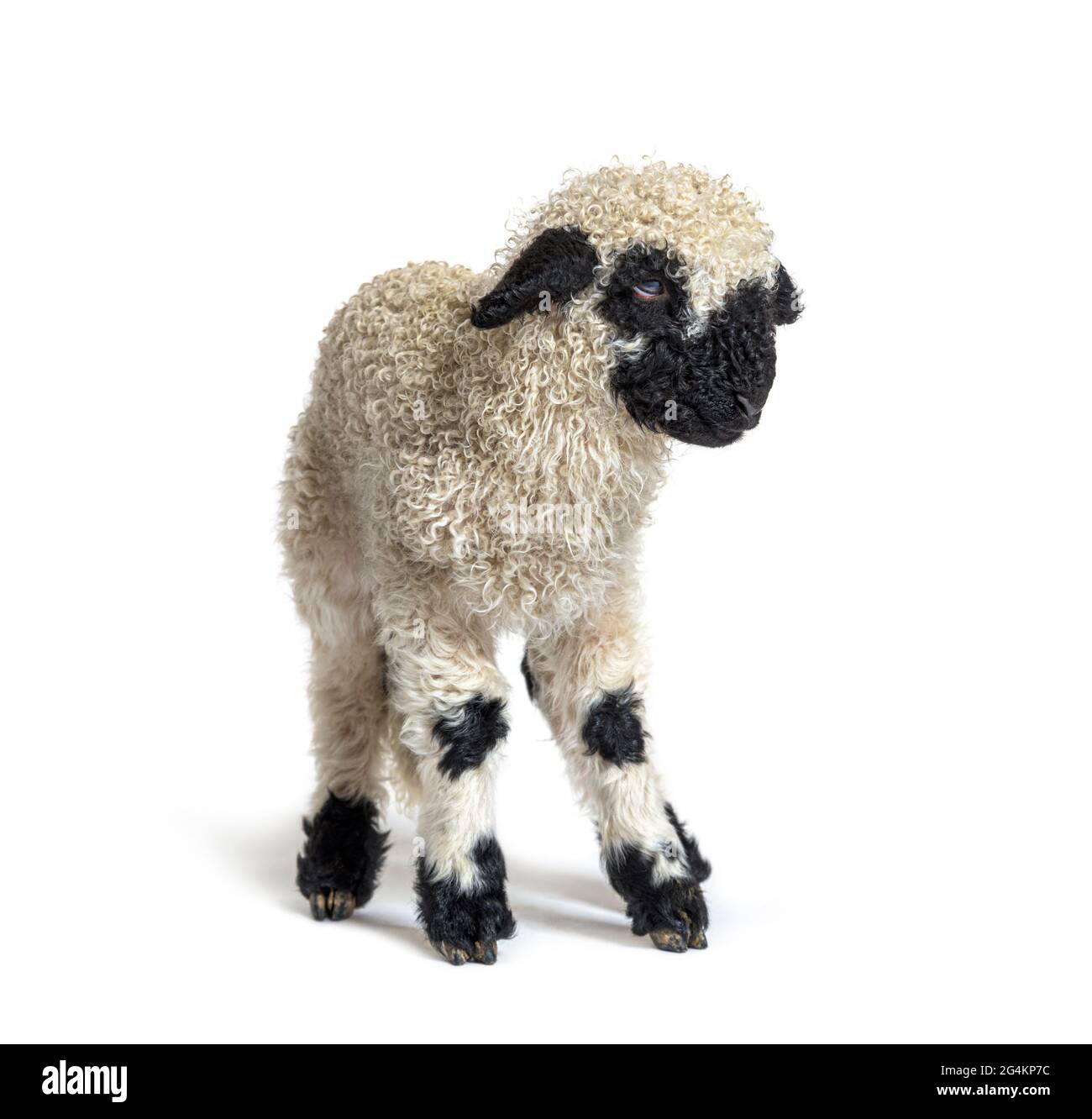 Domestic sheep side profile Cut Out Stock Images & Pictures - Alamy