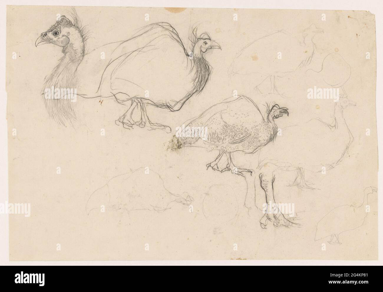 Guinea fowl drawing hi-res stock photography and images - Alamy