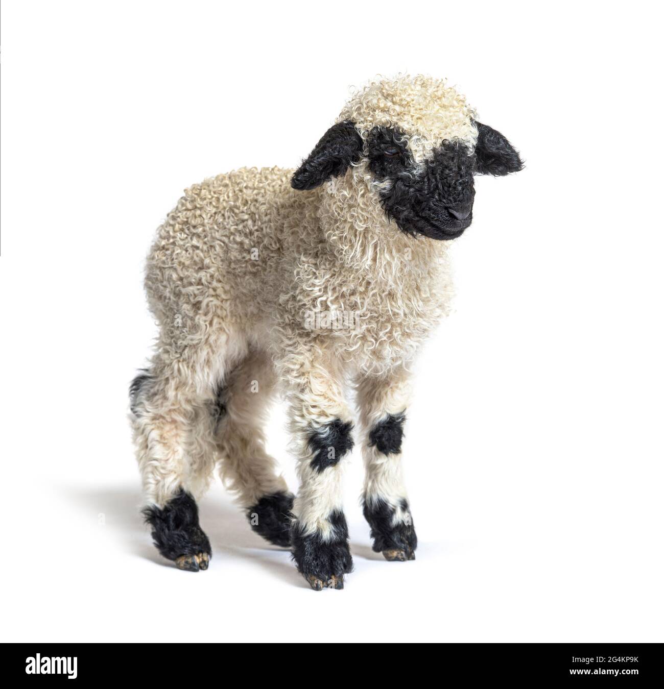 Sheep three hi-res stock photography and images - Alamy