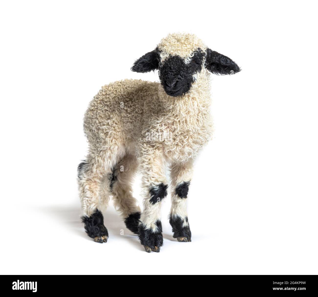 Profile of a lovely Lamb Valais Blacknose sheep three weeks old Stock ...