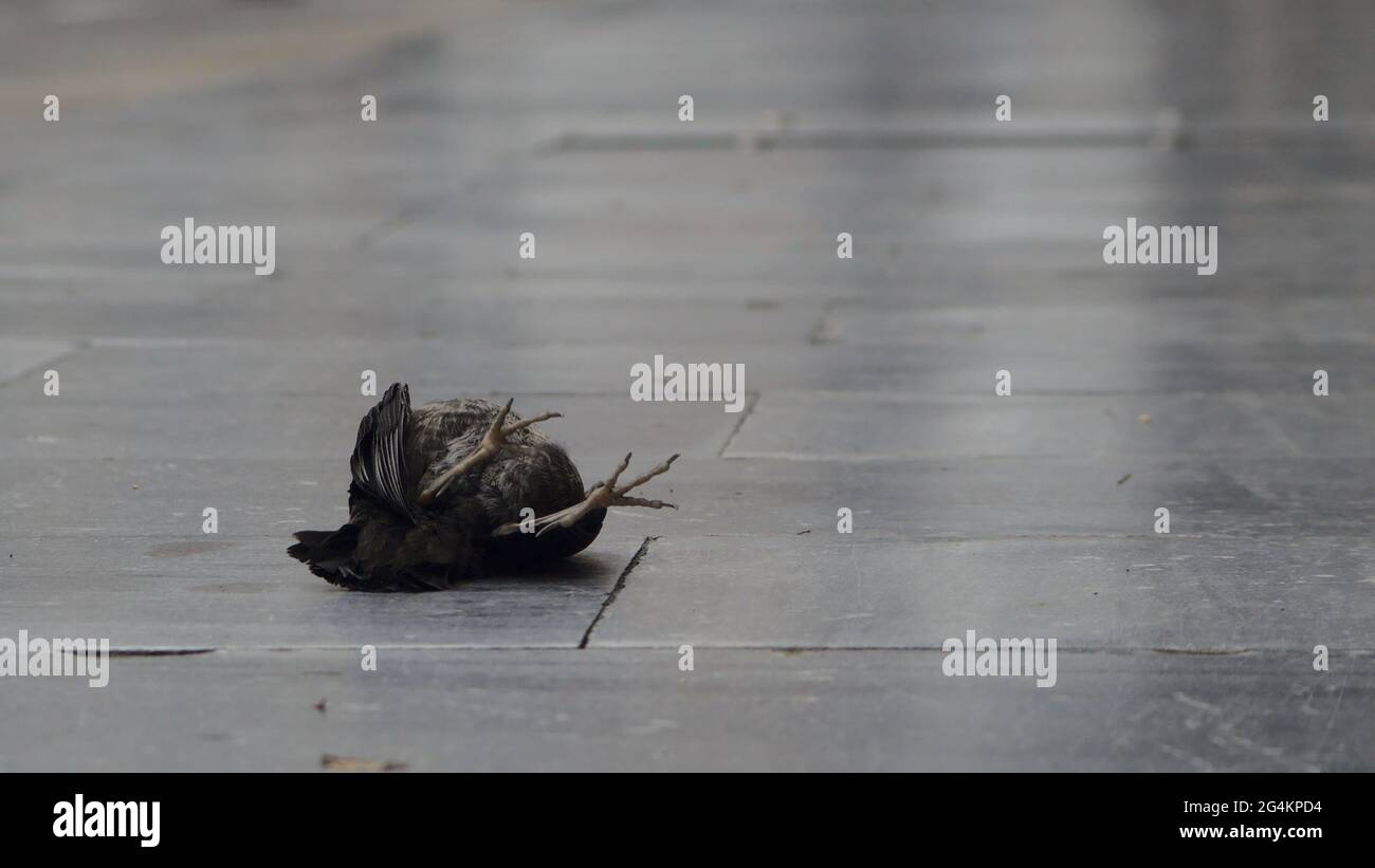 Dead bird feet hi-res stock photography and images - Alamy