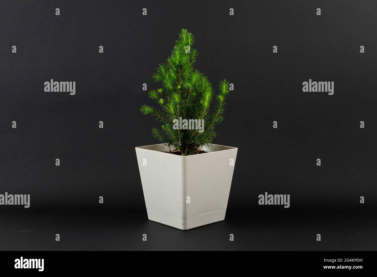 a home domestic pine tree plant in the pot isolated against the ...