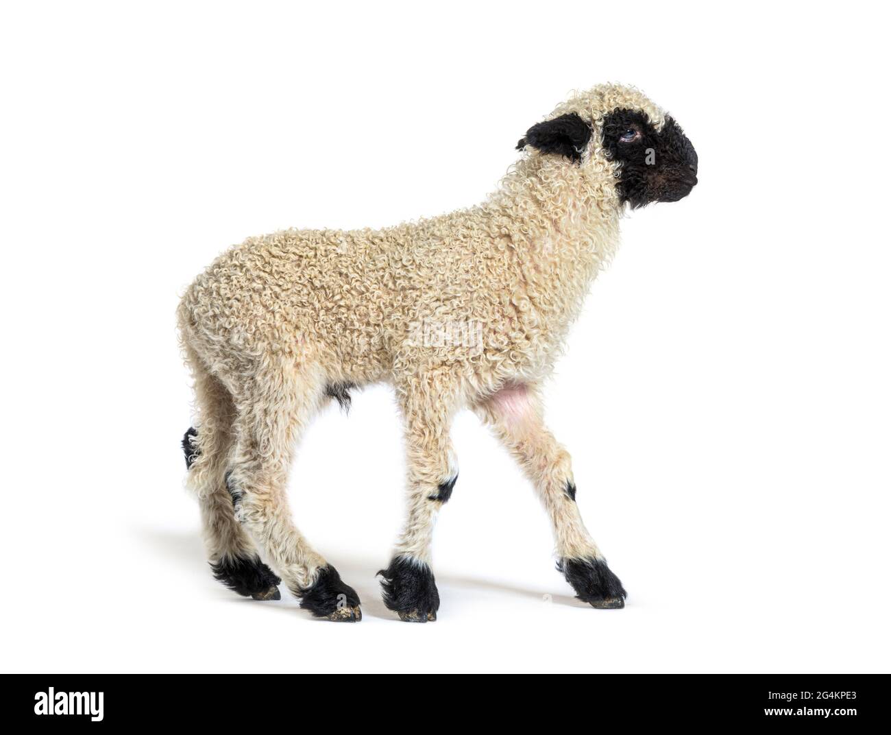 Domestic sheep side profile Cut Out Stock Images & Pictures - Alamy