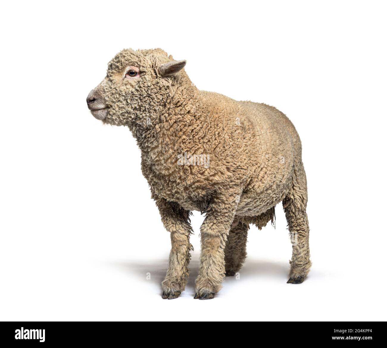 Babydoll sheep hi-res stock photography and images - Alamy